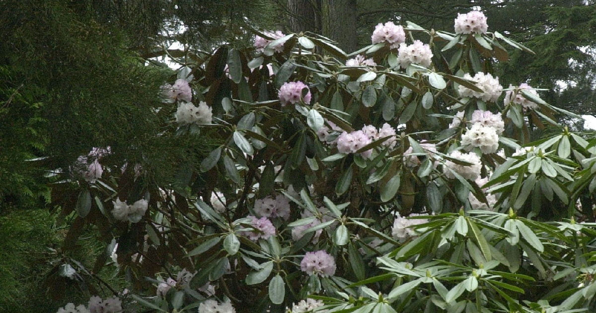 Rhododendron rex, Alpenrose - Park der Gaerten