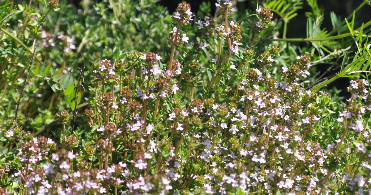 Thymus vulgaris, Thymian - Park der Gaerten
