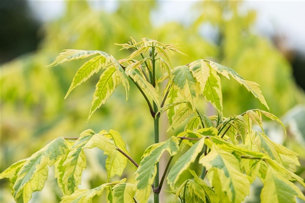 Acer negundo Aureovariegatum, Gelbbunter Eschen-Ahorn 'Aureo-variegatum ...