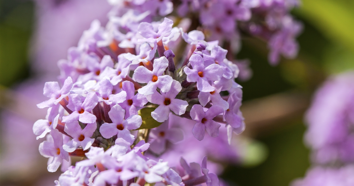 Buddleja alternifolia 'Unique'®, Hängender-Sommerflieder 'Unique ...