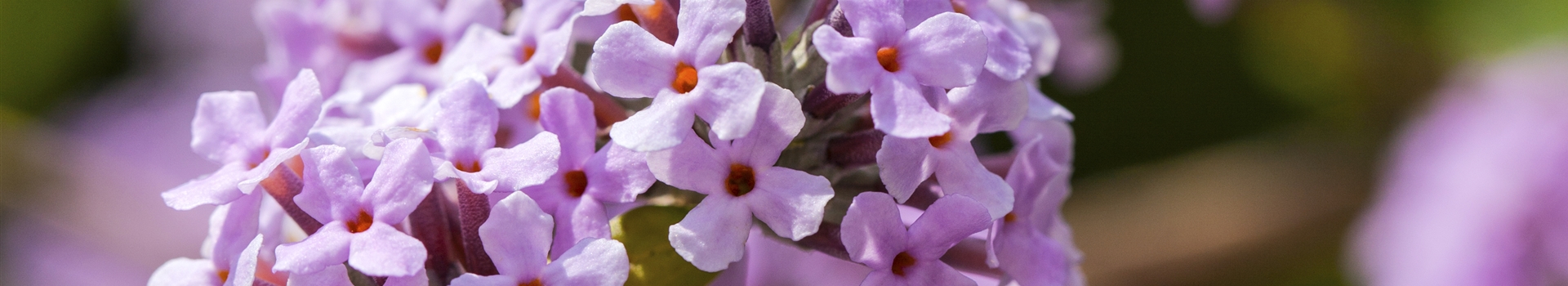 Buddleja alternifolia 'Unique'®, Hängender-Sommerflieder 'Unique ...