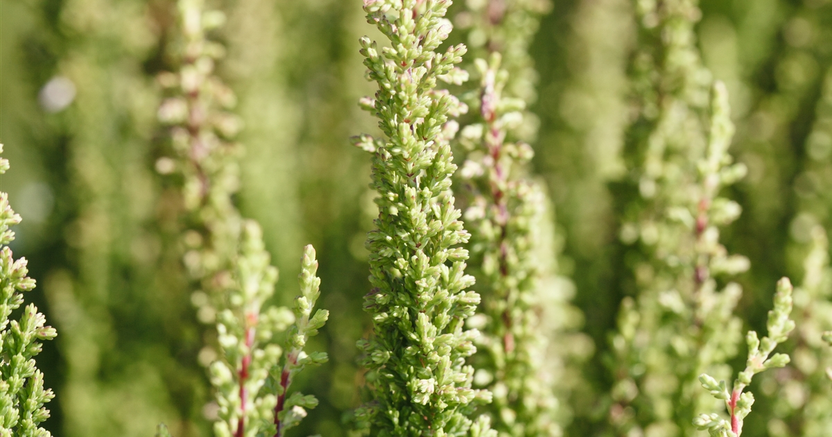 Calluna vulgaris Skyline Pretoria, Knospenblüherheide 'Beauty Ladies ...