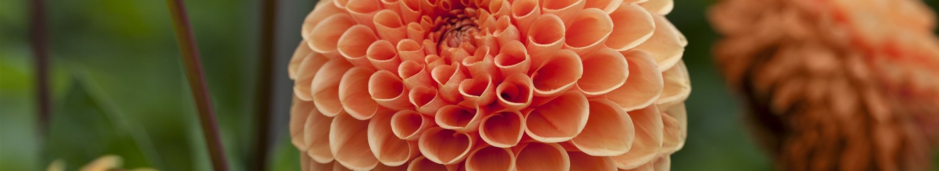 Dahlia First Lady, Pompon-Dahlie - Park der Gaerten
