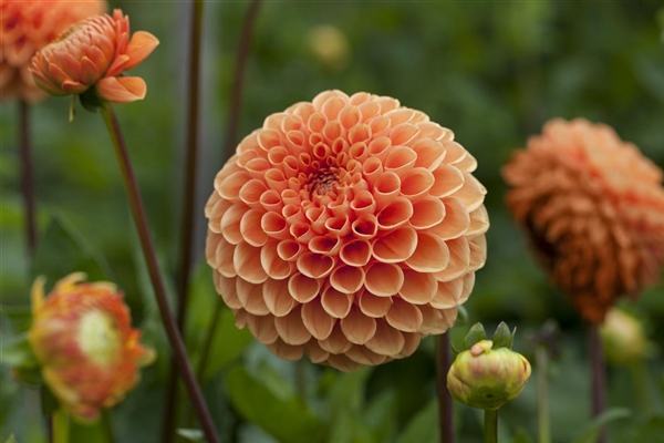 Dahlia First Lady, Pompon-Dahlie - Park der Gaerten