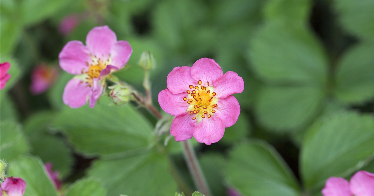 Fragaria vesca Pink Panda, Garten-Zier-Erdbeere 'Pink Panda ...