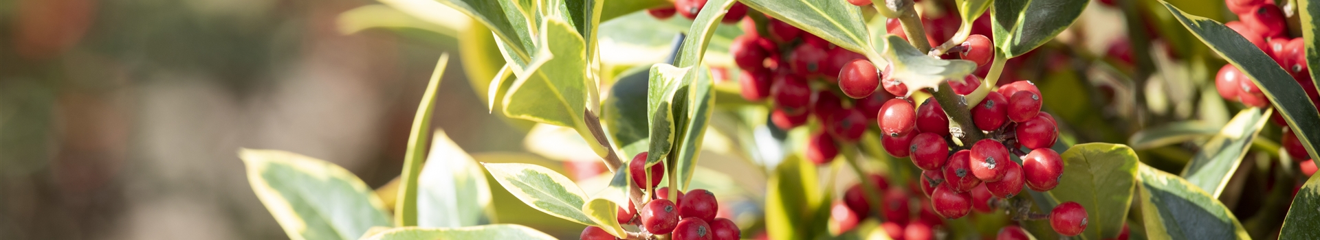 Ilex aquifolium Pyramidalis Aurea Marginata, Gelbbunte Pyramiden ...