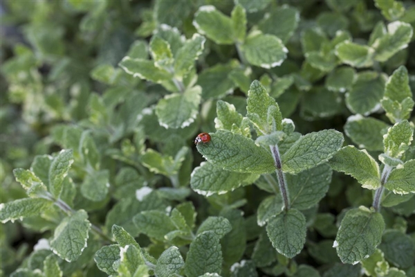 Mentha suaveolens Variegata, Buntblättrige Garten-Minze, Ananas-Minze ...
