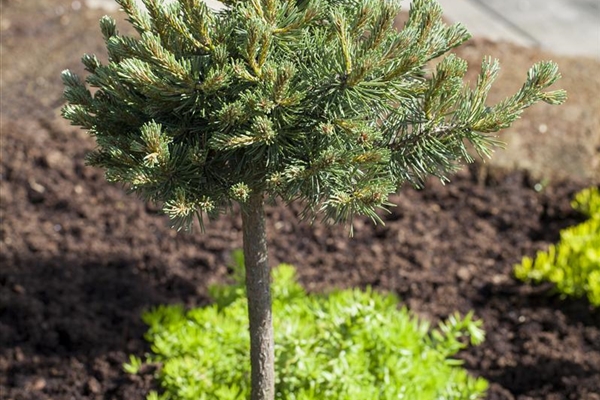 Pinus mugo Minimops, Kugel-Kiefer 'Mini Mops' - Park der Gaerten