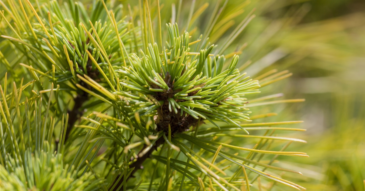 Pinus strobus Minima, Kissen-Kiefer 'Minima', Weymouths-Kiefer, Strobe ...
