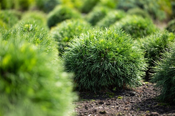 Pinus strobus Minima, Kissen-Kiefer 'Minima', Weymouths-Kiefer, Strobe ...