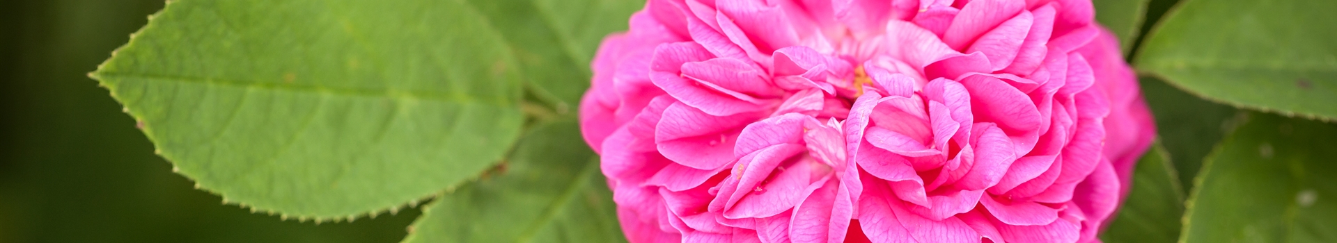 Rosa Rose de Resht, Strauchrose 'Rose de Resht', Historische Rose ...