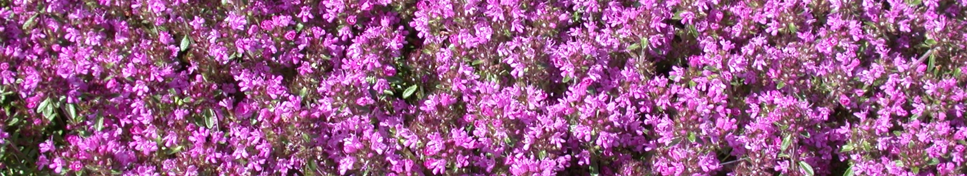 Thymus serphyllum Creeping Red, Garten-Thymian, Kriechender Thymian ...