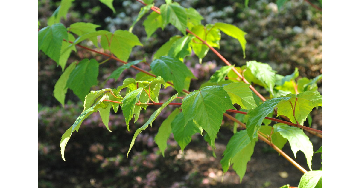Acer conspicuum Phoenix, Streifenahorn - Park der Gaerten
