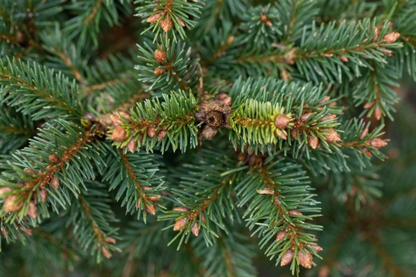 Picea abies Dippenhall, Rotfichte, Gemeine Fichte - Park der Gaerten