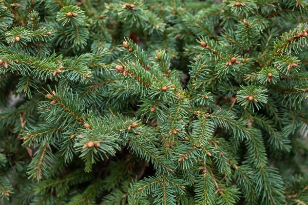 Picea abies Dippenhall, Rotfichte, Gemeine Fichte - Park der Gaerten