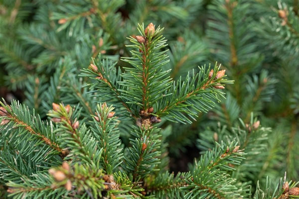 Picea abies Dippenhall, Rotfichte, Gemeine Fichte - Park der Gaerten