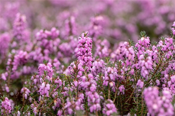 Erica carnea Cleveland, Winterheide, Schneeheide - Park der Gaerten