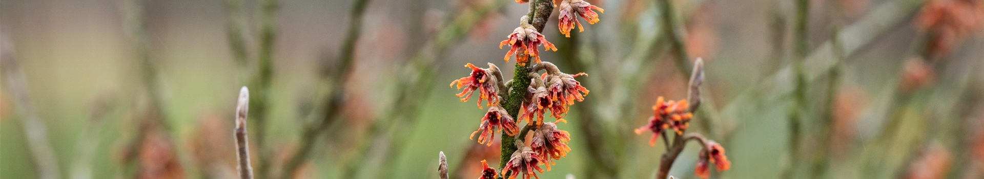 Hamamelis vernalis Quasimodo, Frühlings-Zaubernuss - Park der Gaerten