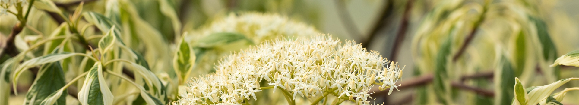 Cornus alternifolia Variegata, Niedriger Weißbunter Etagen-Hartriegel ...