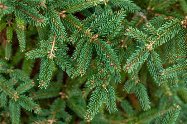Picea abies Compacta, Rotfichte, Gemeine Fichte - Park der Gaerten