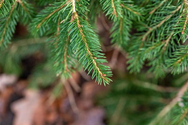 Picea abies Formanek, Rotfichte, Gemeine Fichte - Park der Gaerten