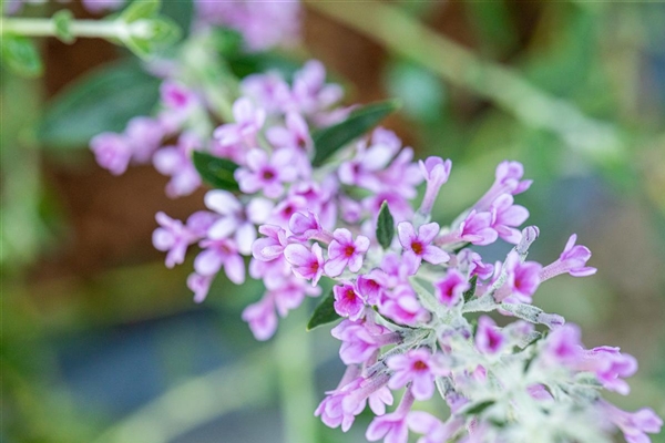 Buddleja alternifolia 'Unique'®, Hängender-Sommerflieder 'Unique ...