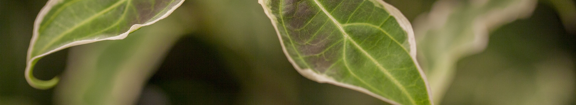 Cornus kousa 'Samaritan', Japanischer Blumen-Hartriegel 'Samaritan ...