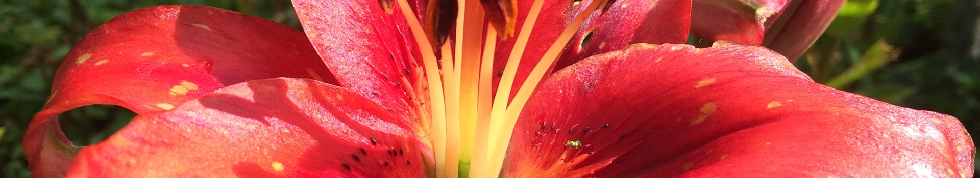 Lilium Asiatische Hybride Red County, Lilie - Park der Gaerten