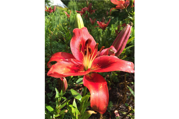 Lilium Asiatische Hybride Red County, Lilie - Park der Gaerten