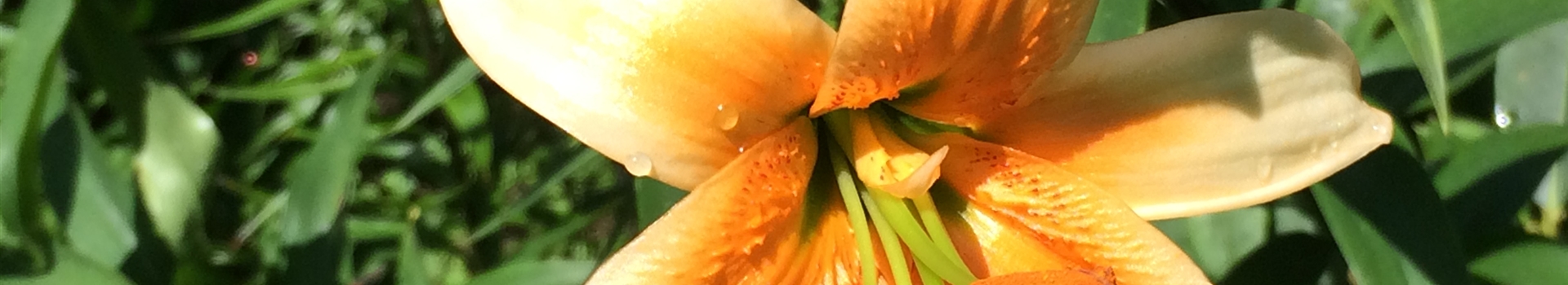 Lilium Lady Alice, Lilie - Park der Gaerten