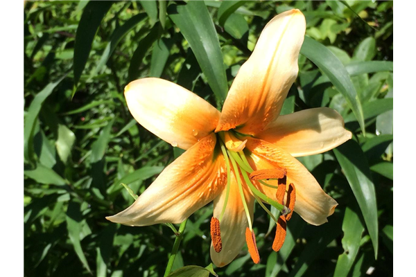 Lilium Lady Alice, Lilie - Park der Gaerten