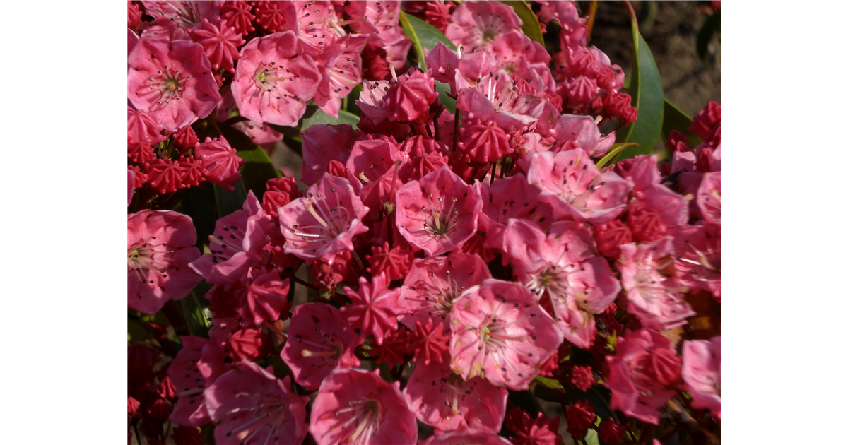 Kalmia latifolia Pink Charm, Berglorbeer - Park der Gaerten
