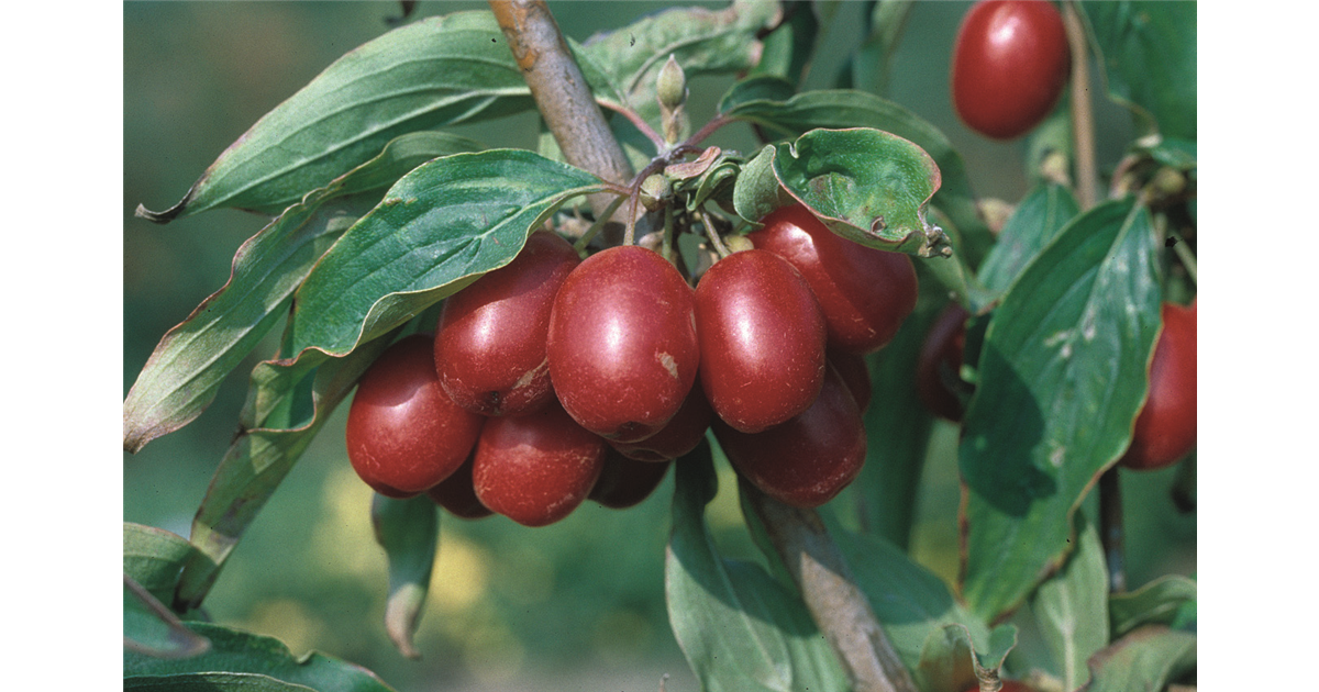 Cornus mas Jolico, Großfrüchtige Kornelkirsche - Park der Gaerten