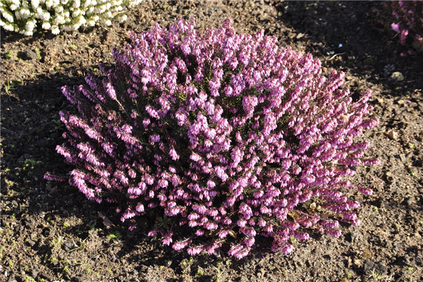 Erica carnea Wintersonne, Winterheide, Schneeheide - Park der Gaerten