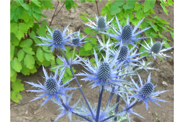 Eryngium x zabelii Big Blue, Edeldistel - Park der Gaerten