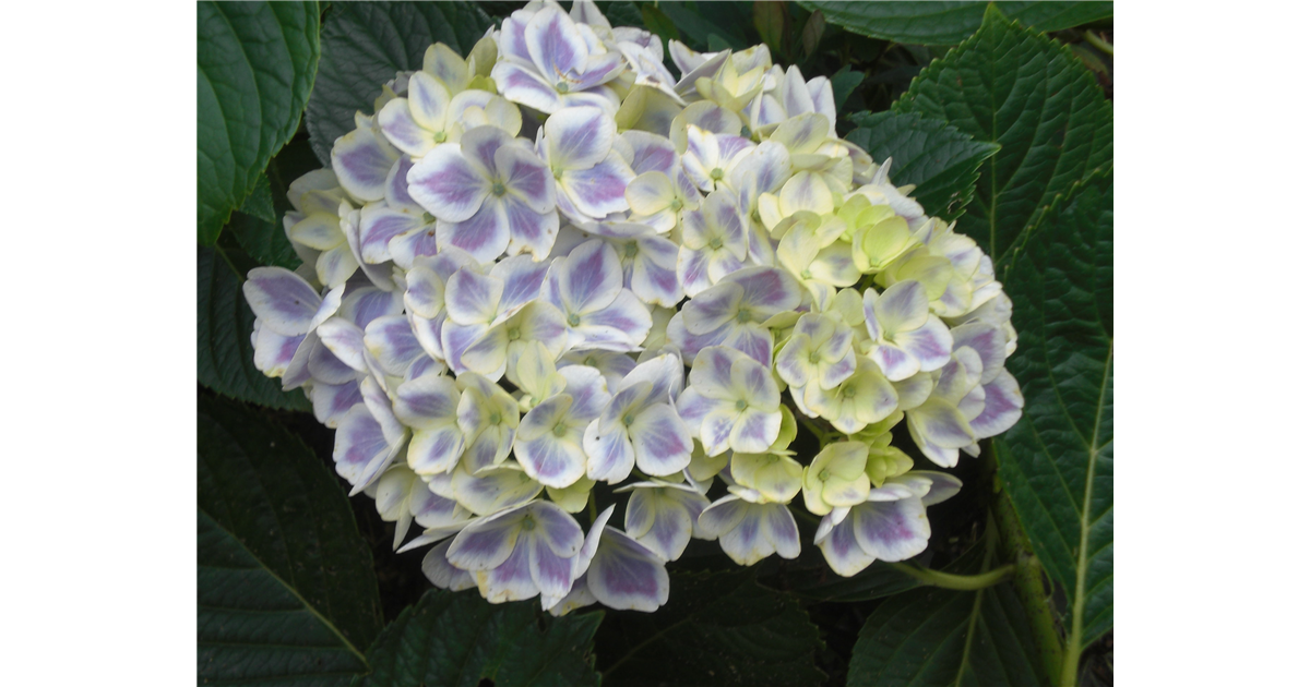 Hydrangea macrophylla Forever & Ever 'Peppermint'®, Bauernhortensie ...