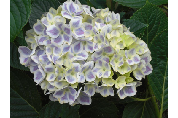 Hydrangea macrophylla Forever & Ever 'Peppermint'®, Bauernhortensie Forever & Ever 'Peppermint ...
