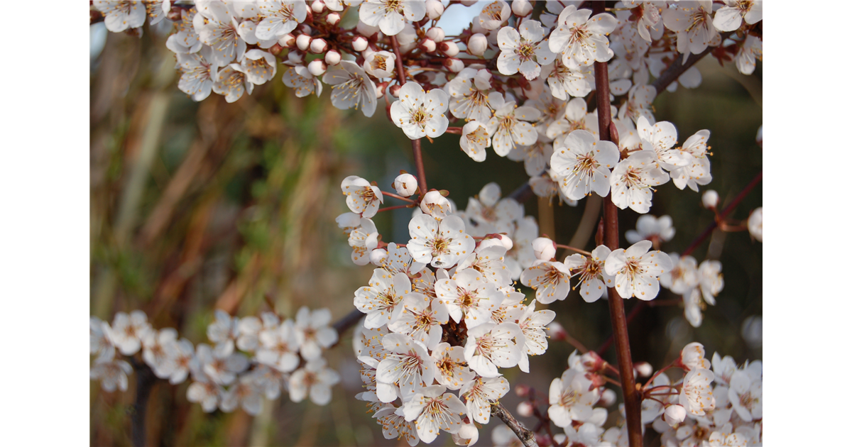 Prunus cerasifera Trailblazer, Eßbare Blutpflaume - Park der Gaerten