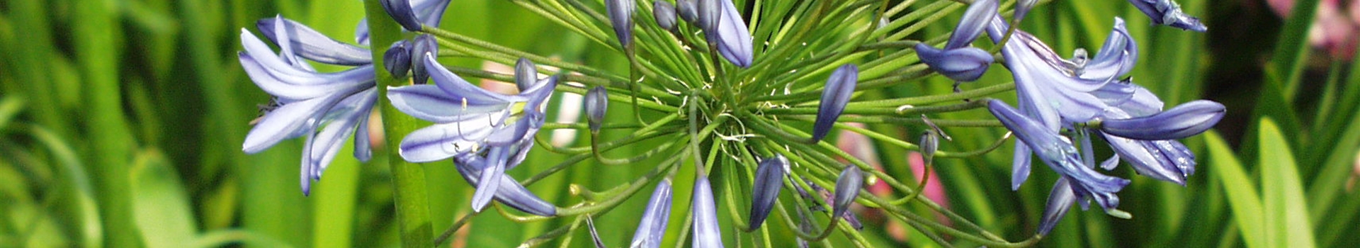 Agapanthus Bressingham Blue, Garten-Schmucklilie 'Bressingham Blue ...
