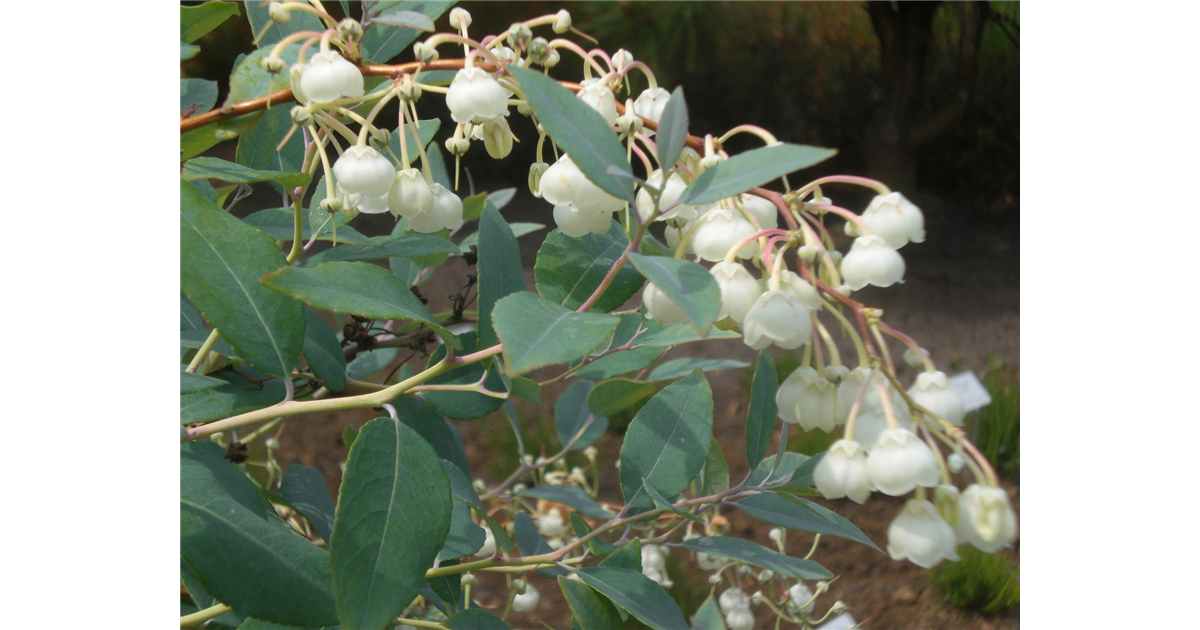 Zenobia pulverulenta Blue Sky, Zenobie - Park der Gaerten