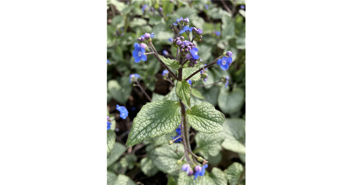 Brunnera macrophylla 'Sterling Silver', Kaukasus-Vergißmeinnicht - Park ...