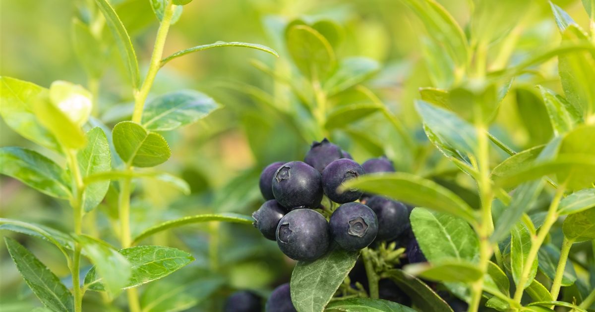Vaccinium angustifolium 'BrazelBerry® Berry Bux®', Heidelbeere ...