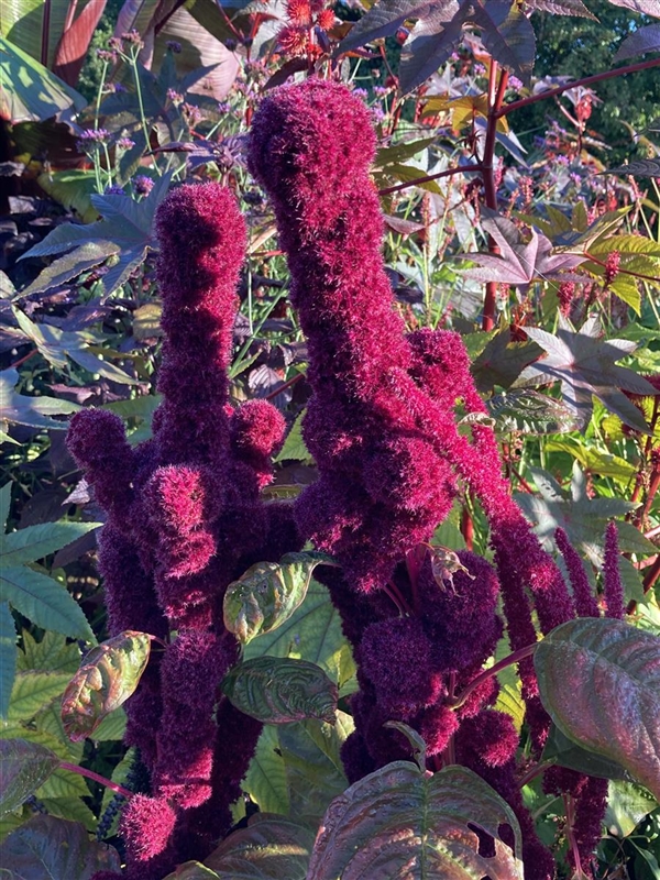 Amaranthus caudatus Tower Red, Fuchsschwanz, Amaranth - Park der Gaerten