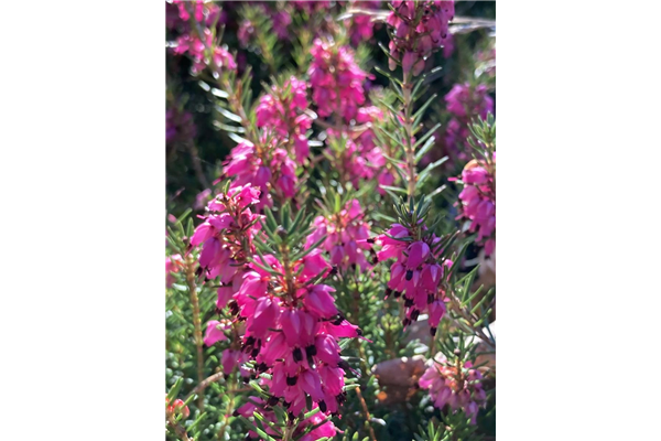 Erica carnea Wintersonne, Winterheide, Schneeheide - Park der Gaerten