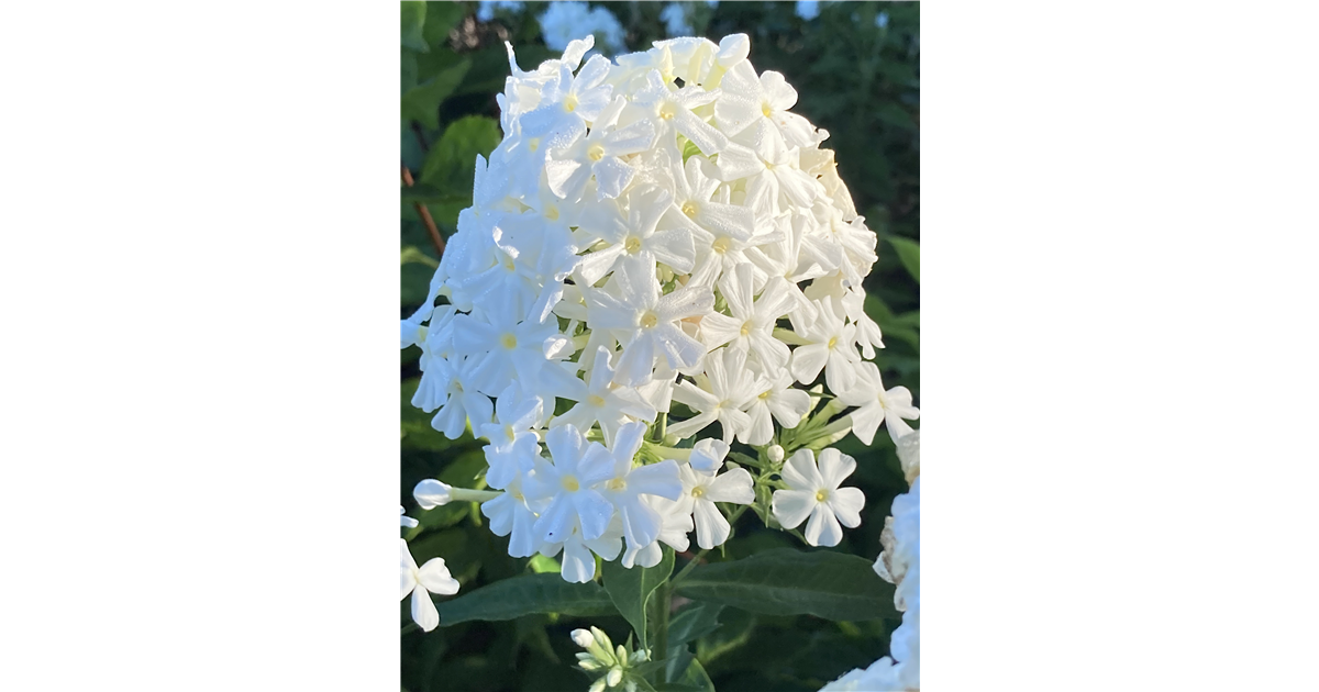 Phlox Paniculata-Hybride Danielle, Flammenblume - Park der Gaerten