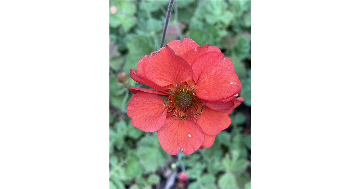 Geum chiloense 'Fiery Tempest', Nelkenwurz - Park der Gaerten