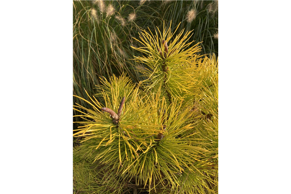 Pinus contorta 'Chief Joseph', Drehkiefer - Park der Gaerten