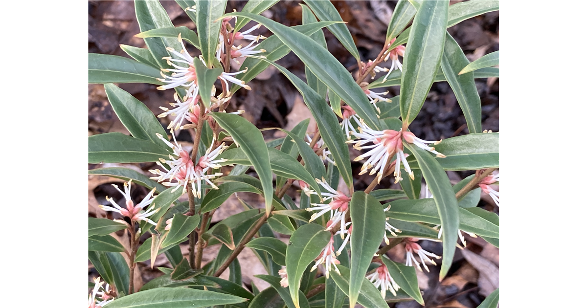 Sarcococca hookeriana var. digyna, Honigstrauch, Fleischbeere - Park ...