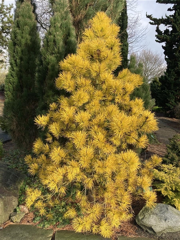 Pinus contorta 'Chief Joseph', Drehkiefer - Park der Gaerten