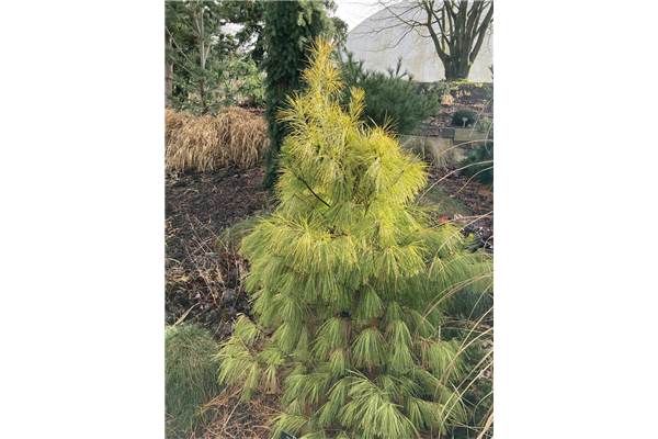 Pinus strobus 'Louie', Weymouth-Kiefer 'Louie', Weymouthskiefer - Park ...